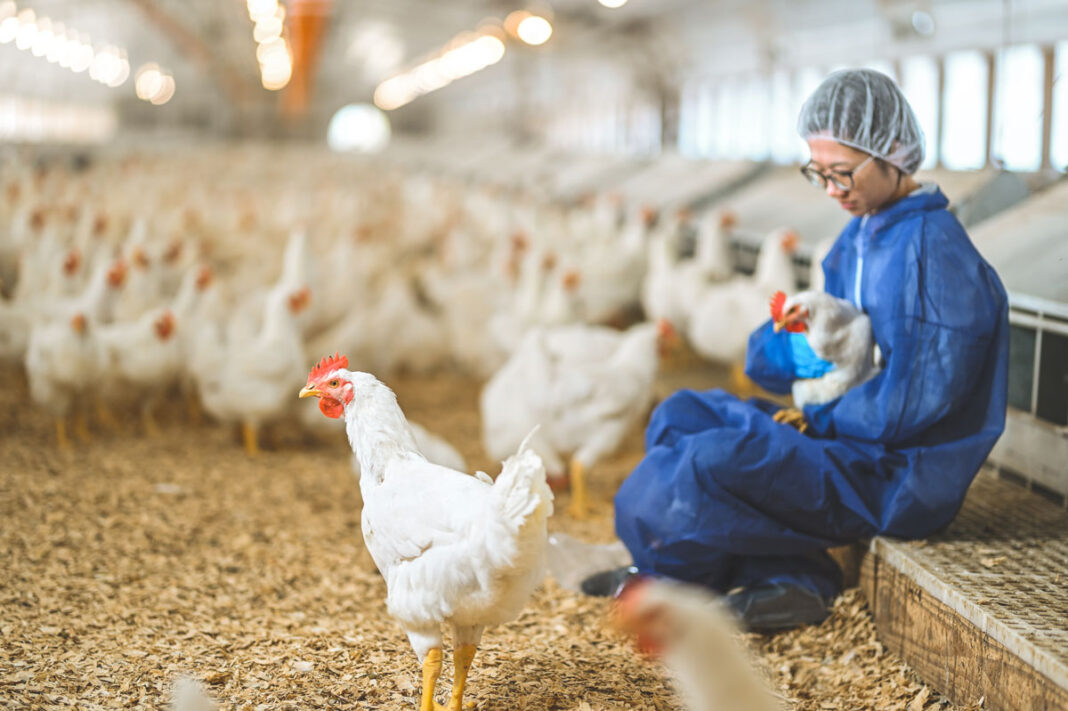 Cobb: Advancing Poultry Genetics for a Sustainable Protein Future ...