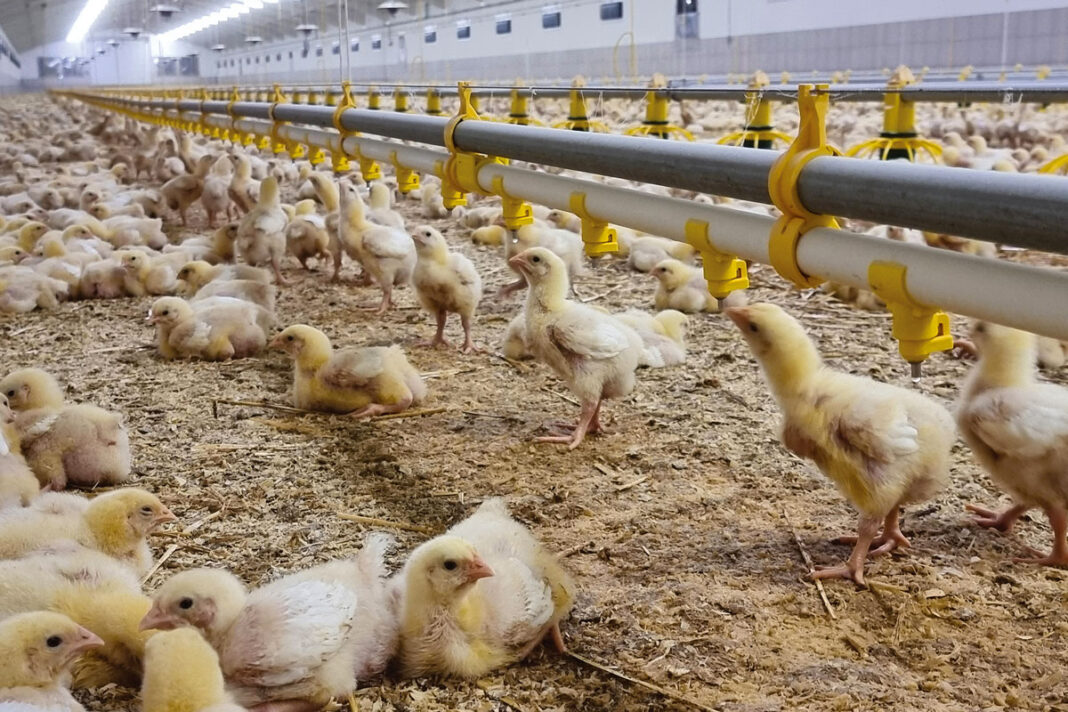 VIV Asia 2025: the premier hub for the animal protein industry ...
