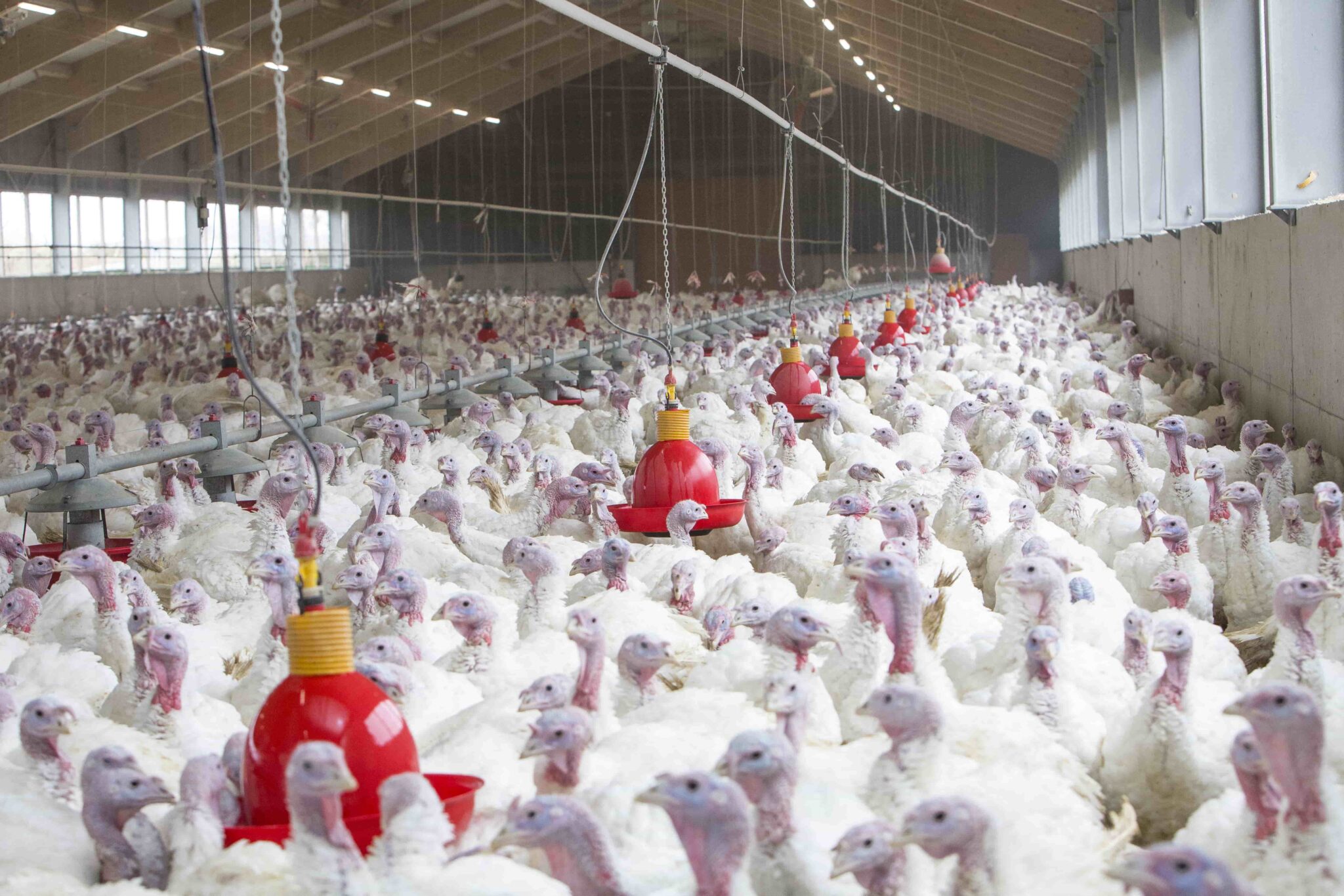 Cecal Coccidiosis in Turkeys: Eimeria Species & Gut Health