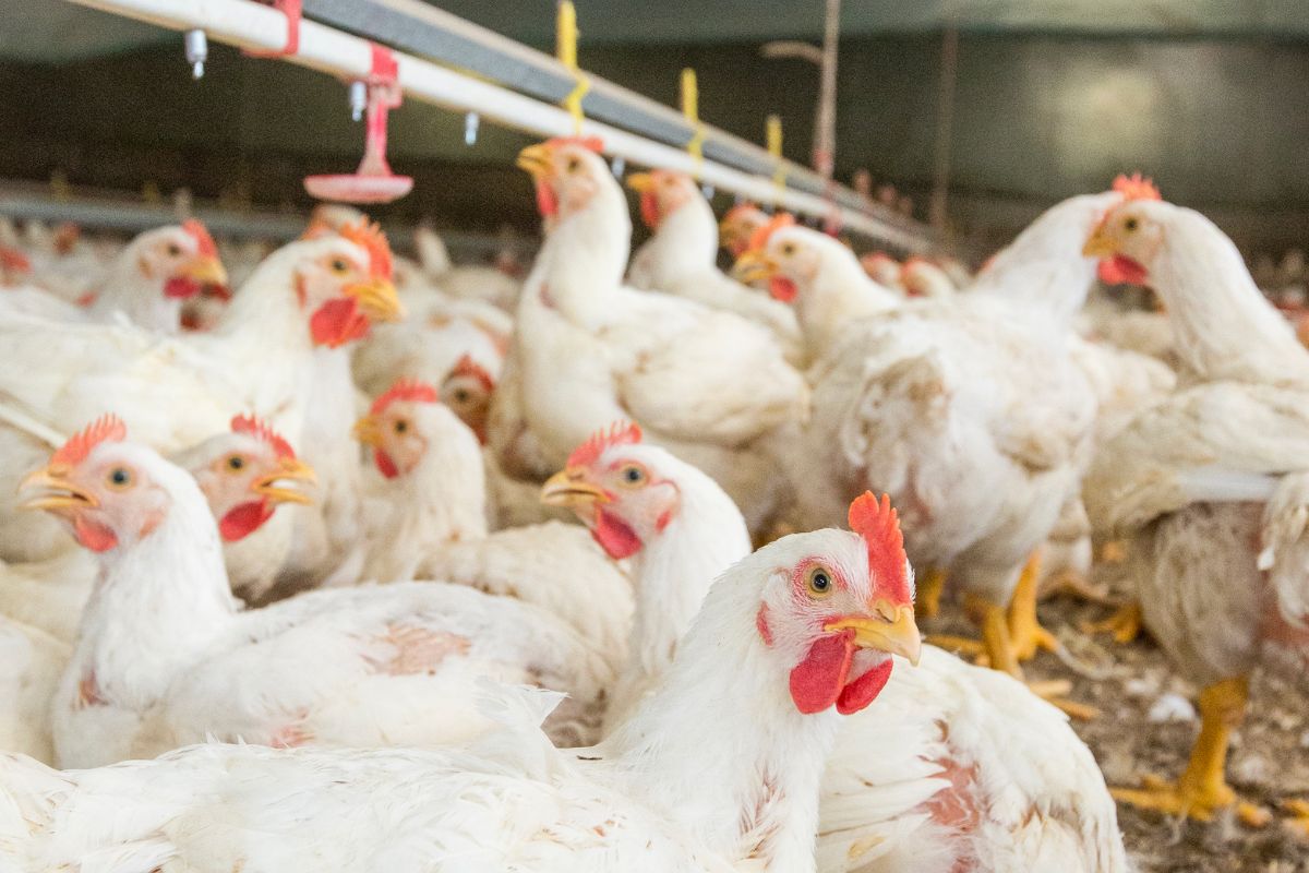Optimizing Poultry Nutrition: Feeding Strategies for Performance & Welfare