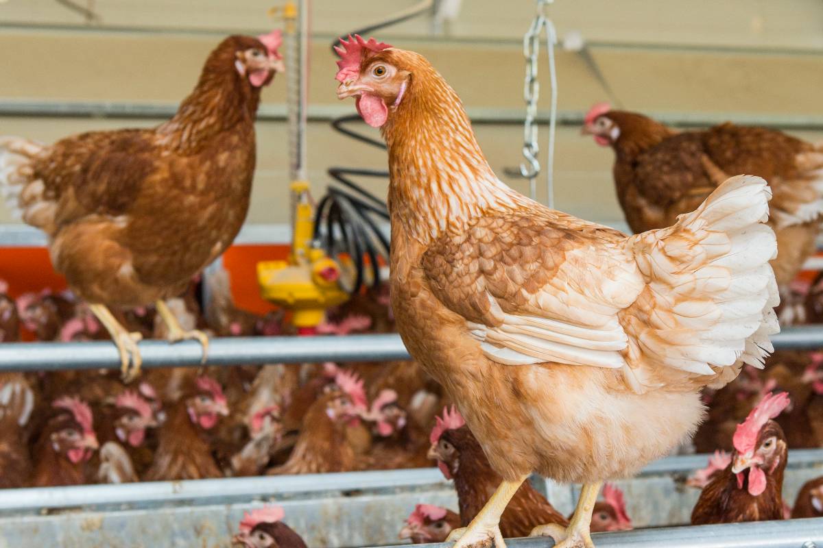 How Early Rearing Environments Shape Laying Hen Performance and Welfare ...