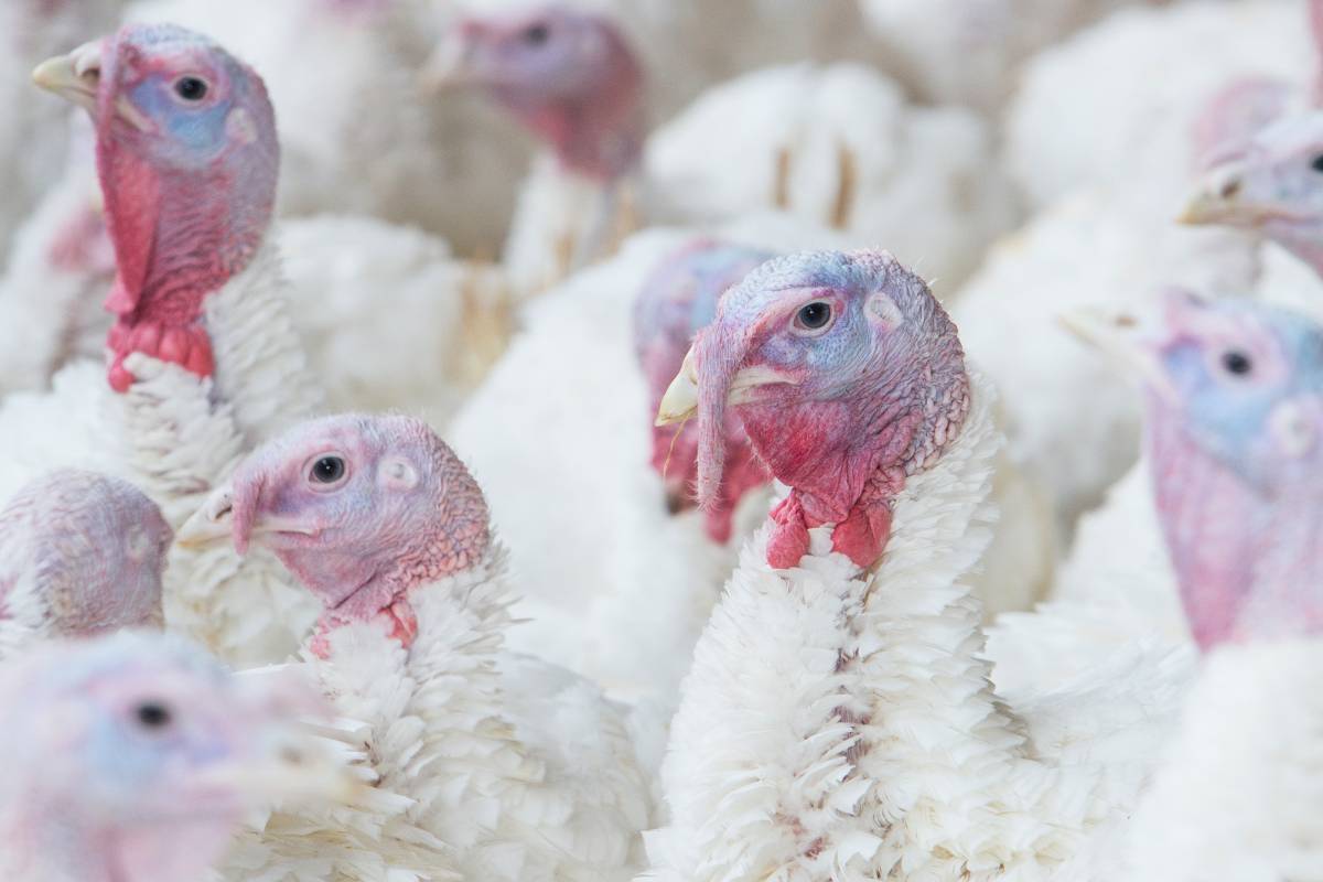 Concurrent infection of Histomonas meleagridis and Eimeria meleagridis ...