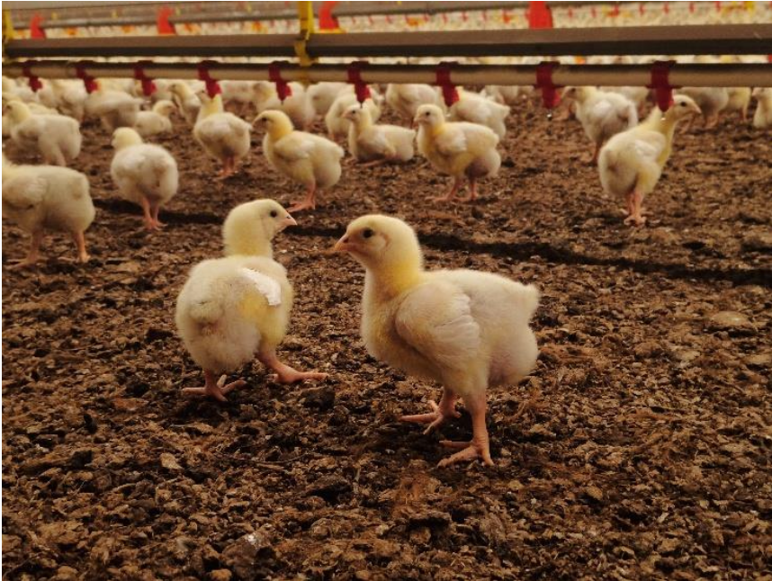 Waterline Cleaning: Key to Broiler Health and Growth