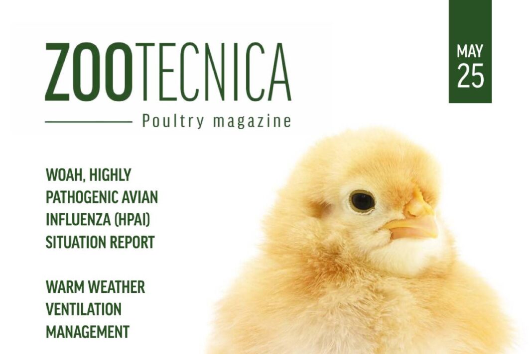 The new issue of Zootecnica – Poultry Magazine is now online ...