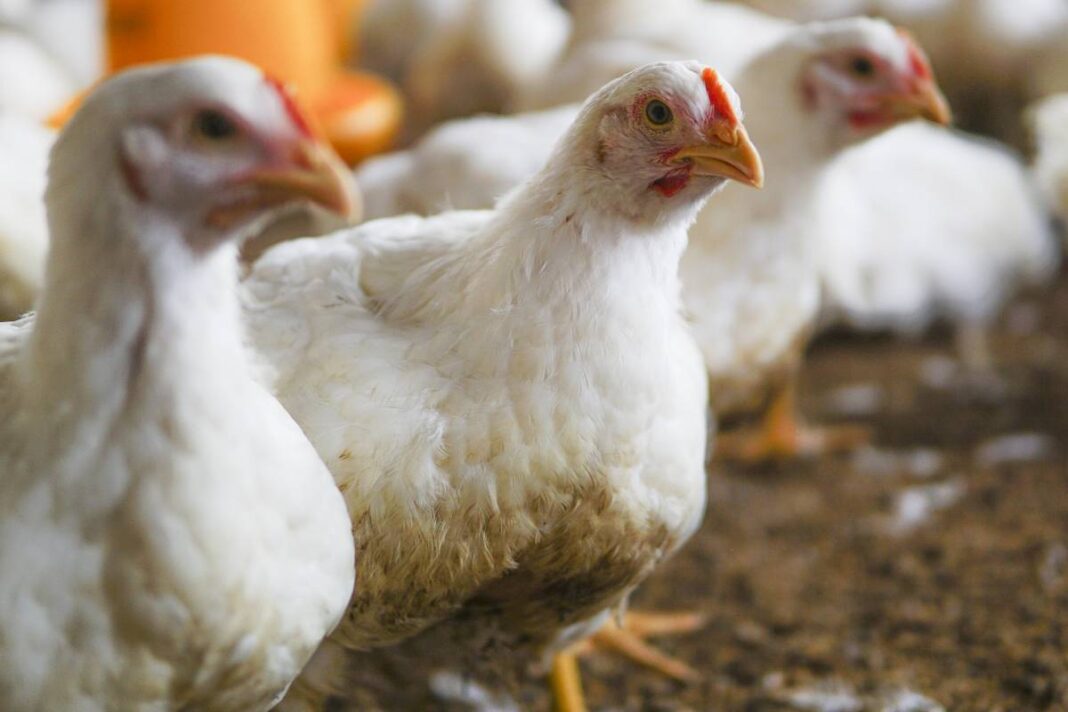 Better Welfare in Broiler Catching: Key Practices