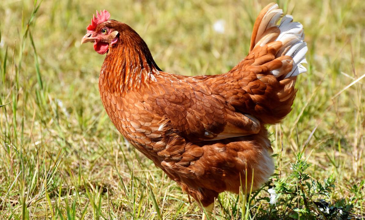 Body Weight Impacts Hen Performance to 100 Weeks