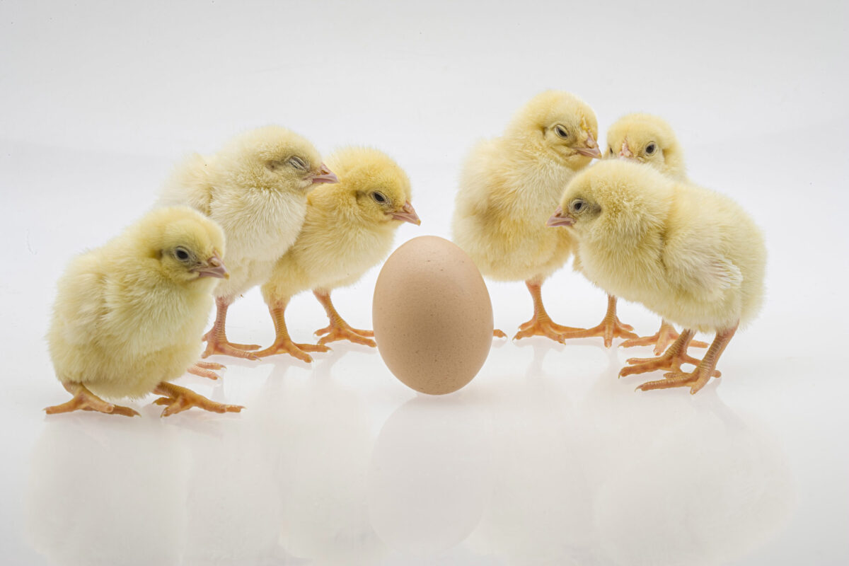 Innovative approaches to egg sexing - Zootecnica | Poultry Magazine