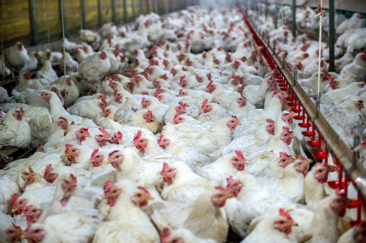 Chinese broiler production reaches record high amid challenges ...