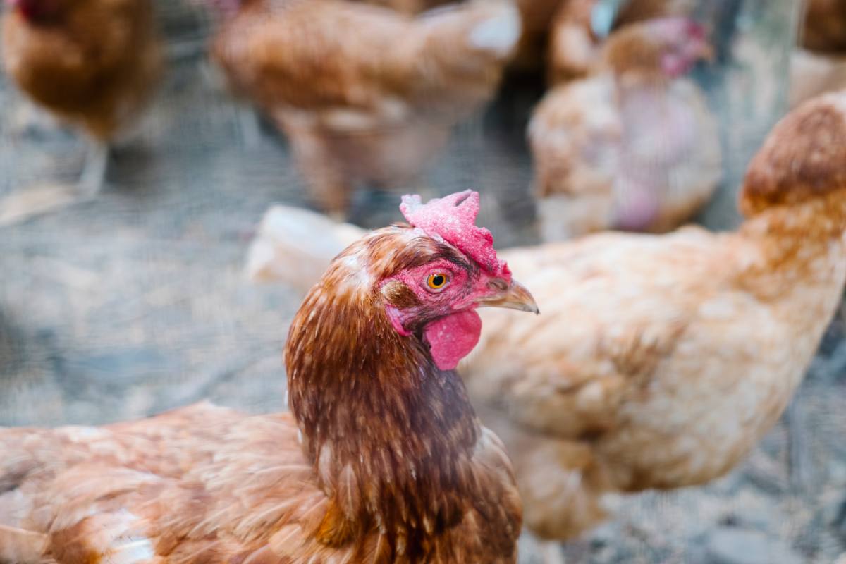 JBS invests $70 million to re-enter Paraguay’s poultry market