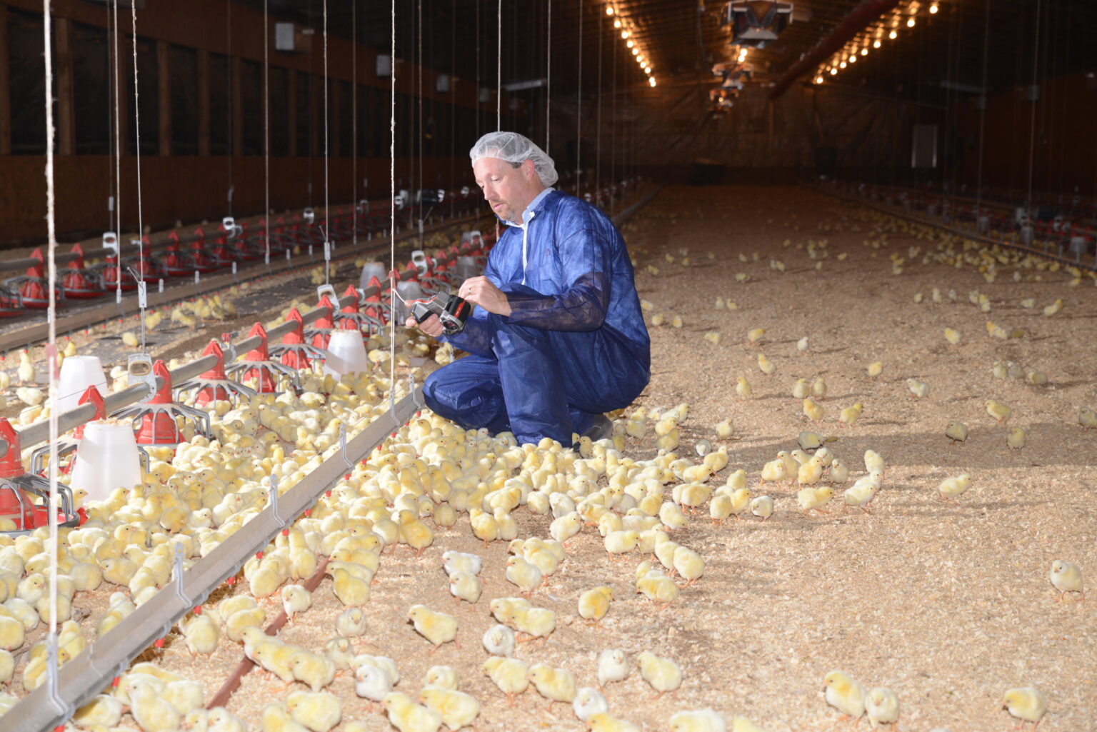 Partial house brooding design and management for broiler breeders ...