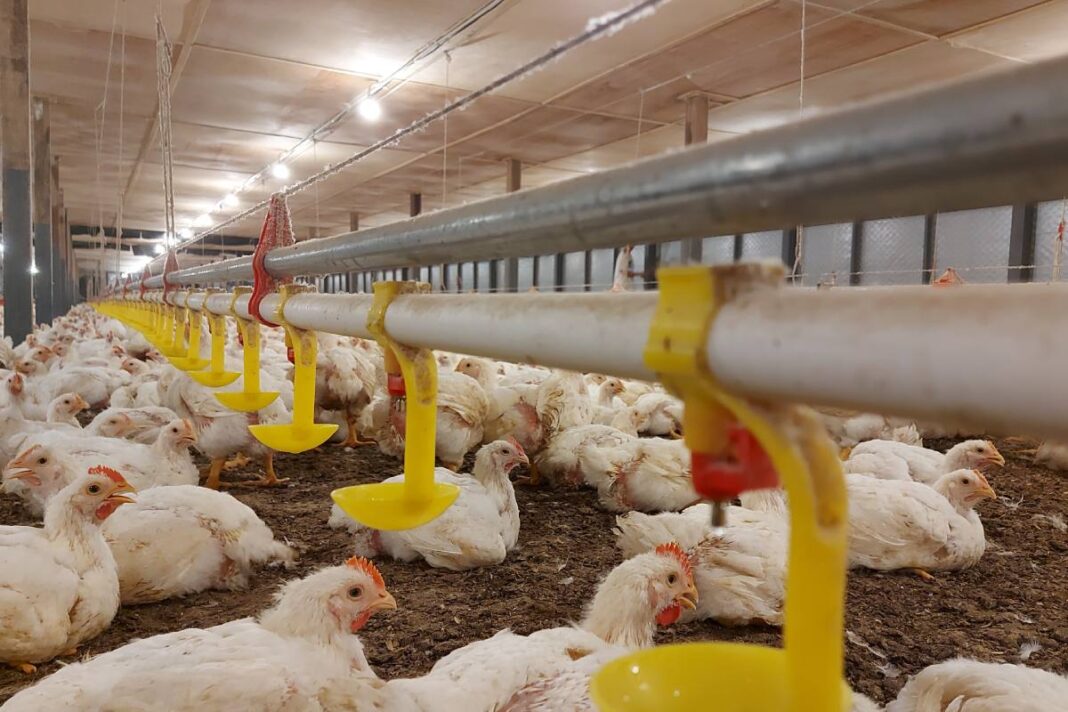 Global Poultry Market 2025: Growth Holds Steady at 2.5%