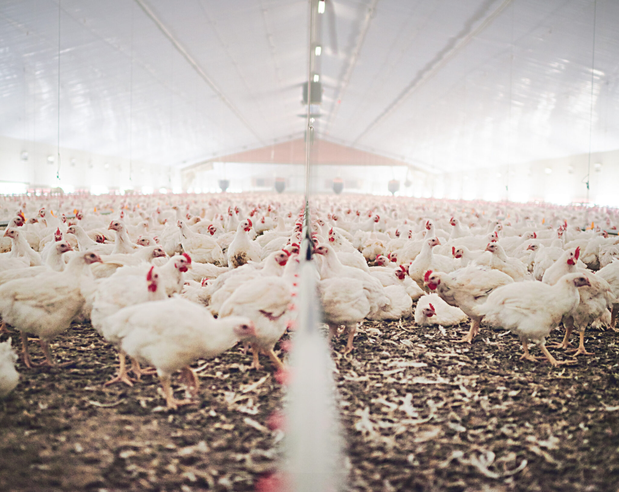 Improving broiler-breeder performance with 25-hydroxyvitamin D3 of ...