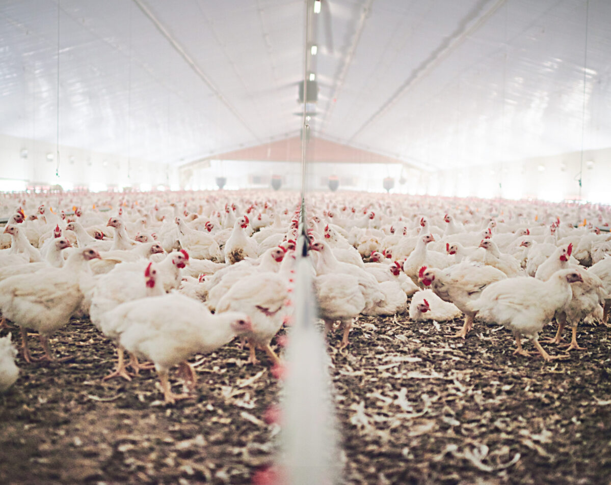 Improving broiler-breeder performance with 25-hydroxyvitamin D3 of ...