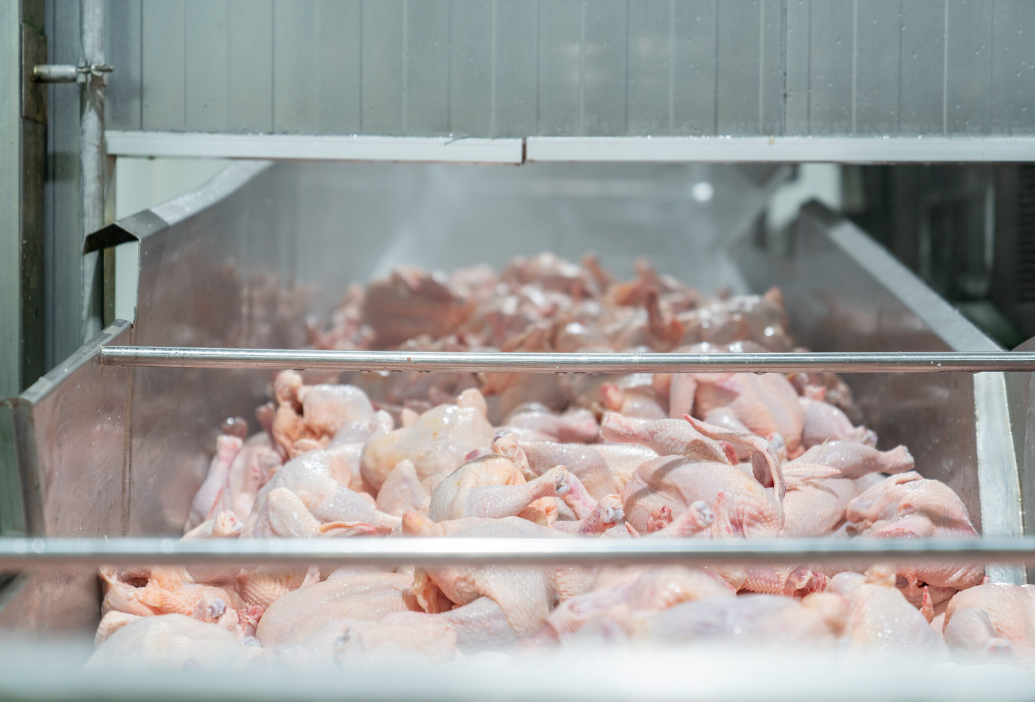 Safeguarding processing yield across the primary process - Zootecnica ...
