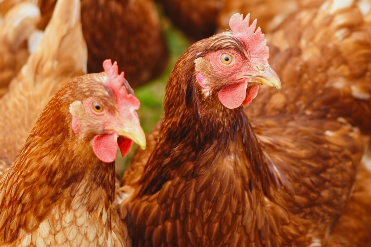 Japan poultry industry faces bird flu and rising costs