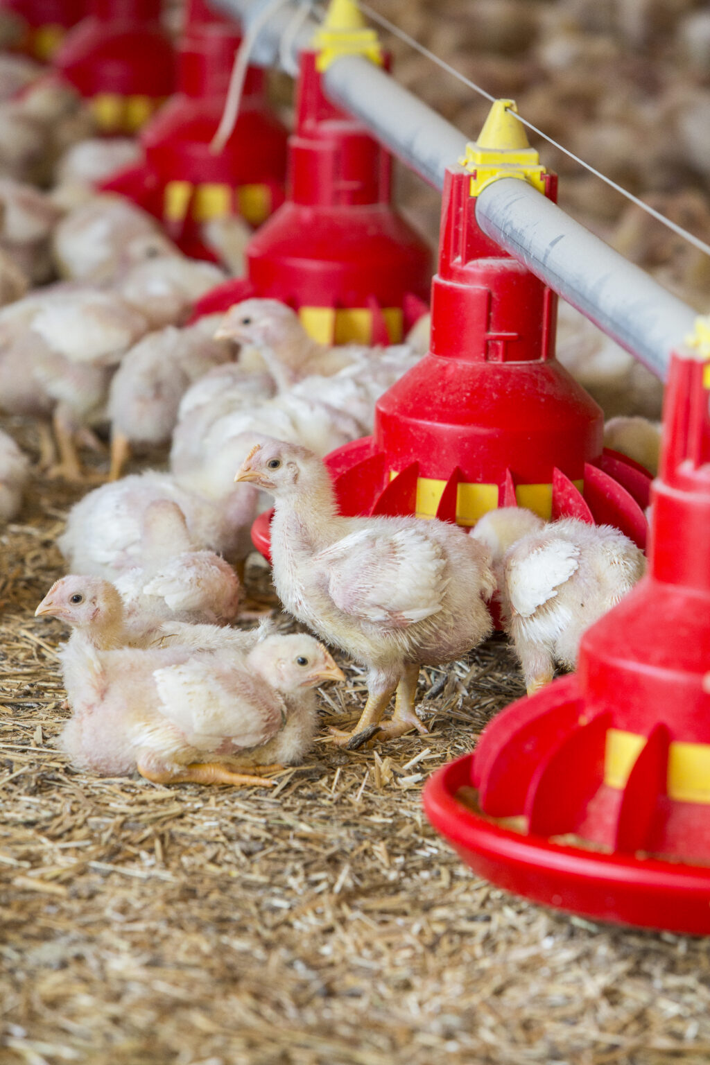 The manureshed concept: a solution to poultry litter nutrient recycling ...