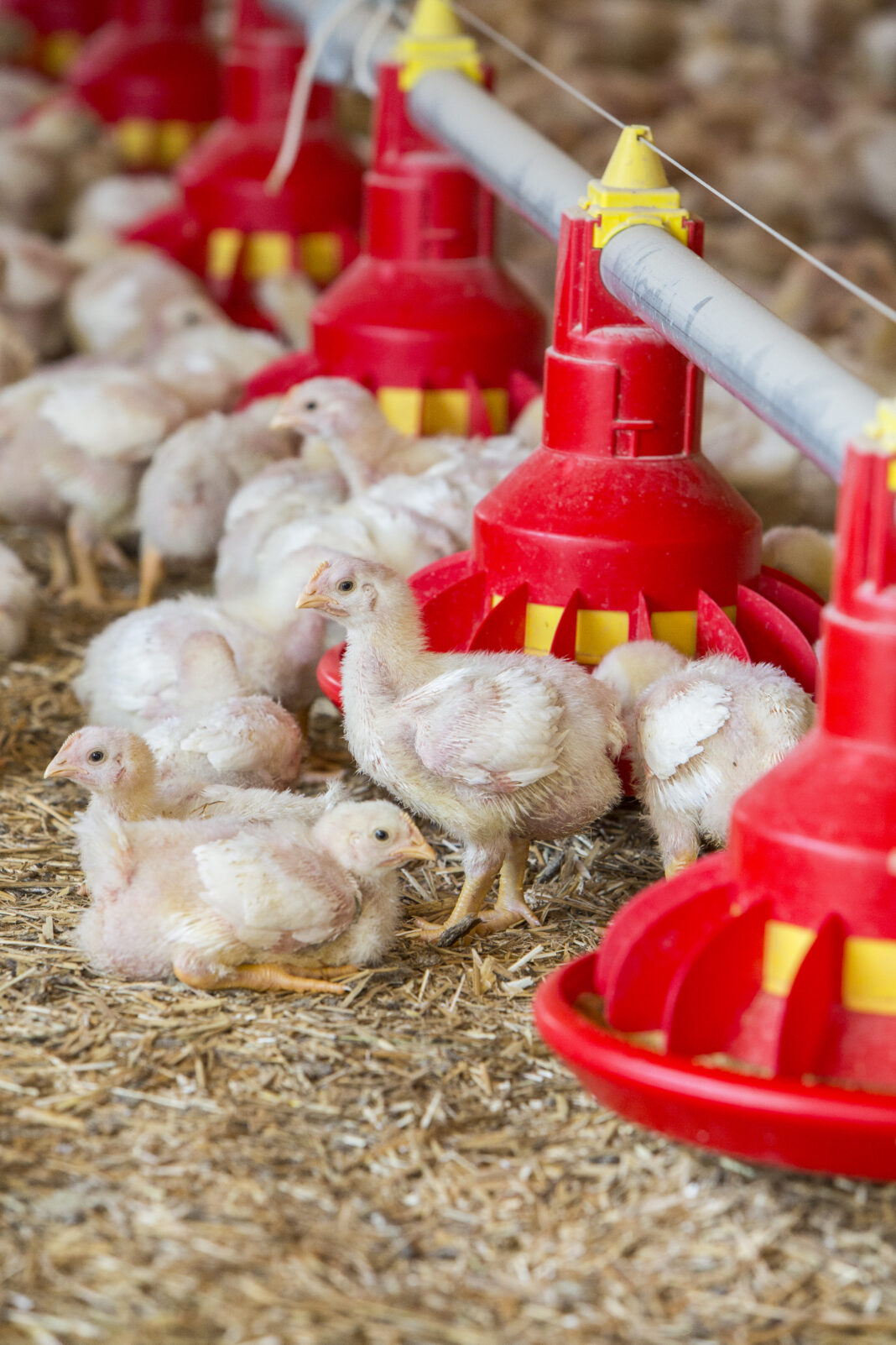 The manureshed concept: a solution to poultry litter nutrient recycling ...