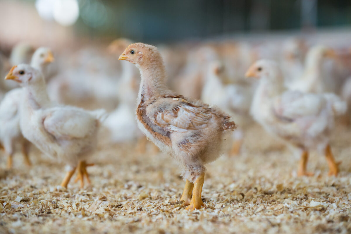 Early life management of layers - Zootecnica | Poultry Magazine