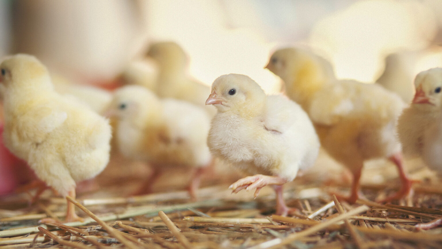 The manureshed concept: a solution to poultry litter nutrient recycling ...
