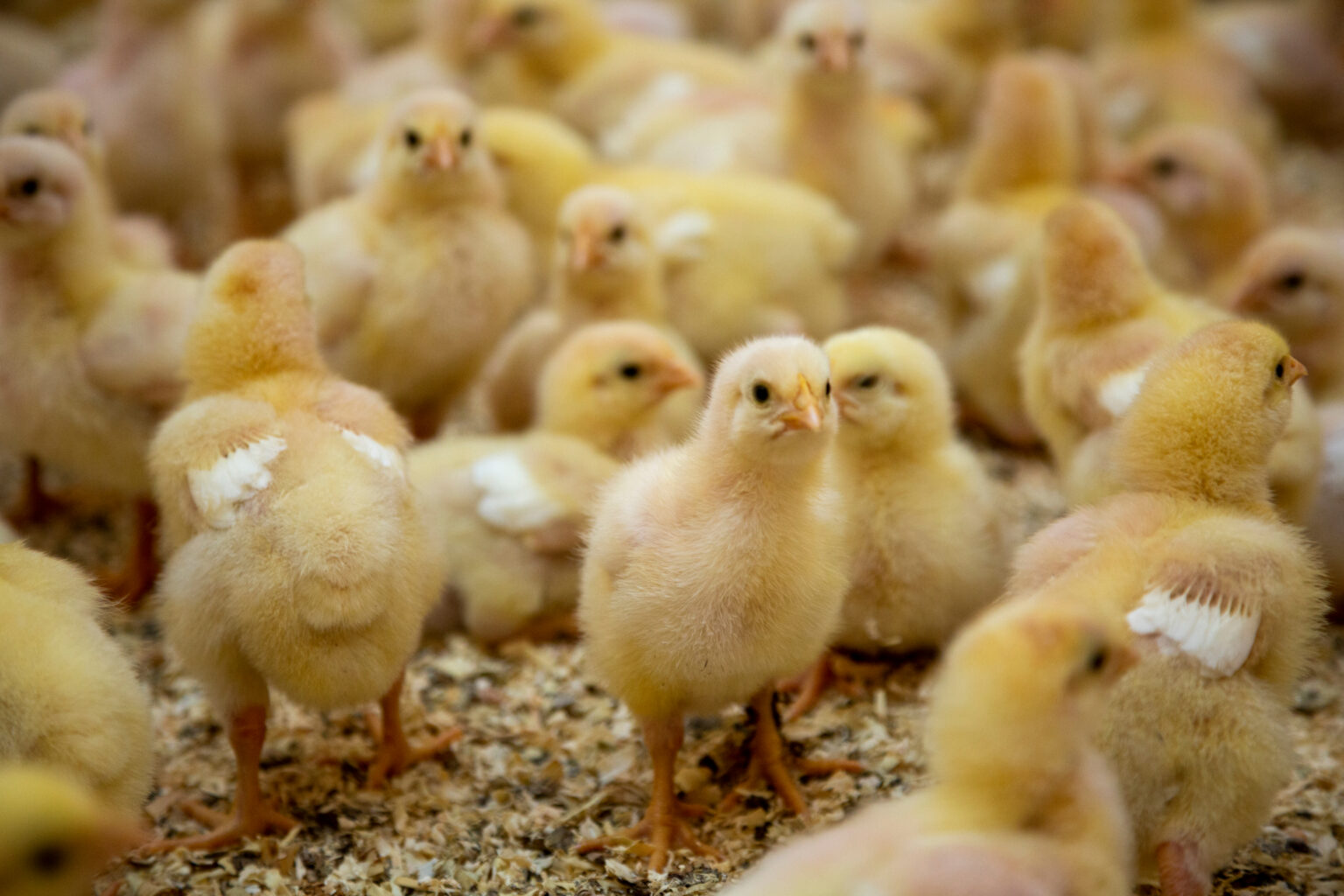 The manureshed concept: a solution to poultry litter nutrient recycling ...