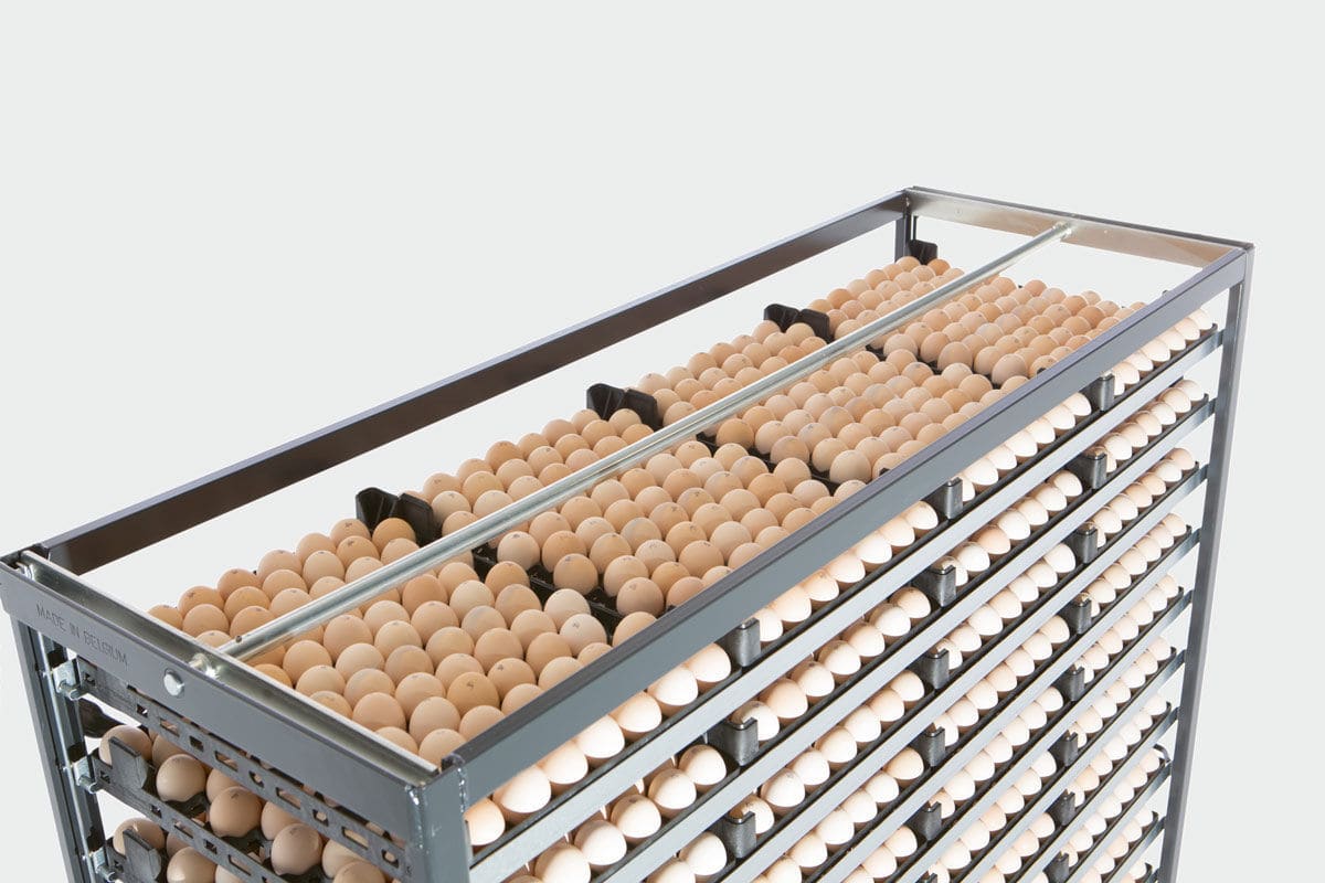 Hatching eggs: the importance of assessing internal egg quality ...