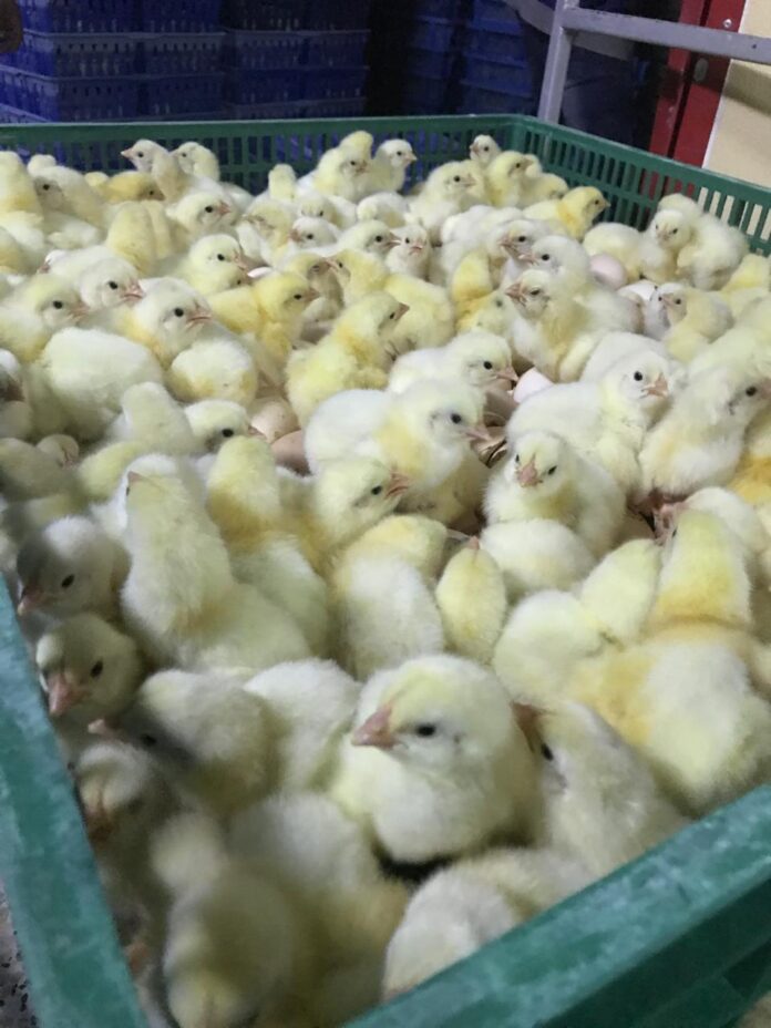 Day-old chick quality: practical guide for Ross 308 and Cobb 500