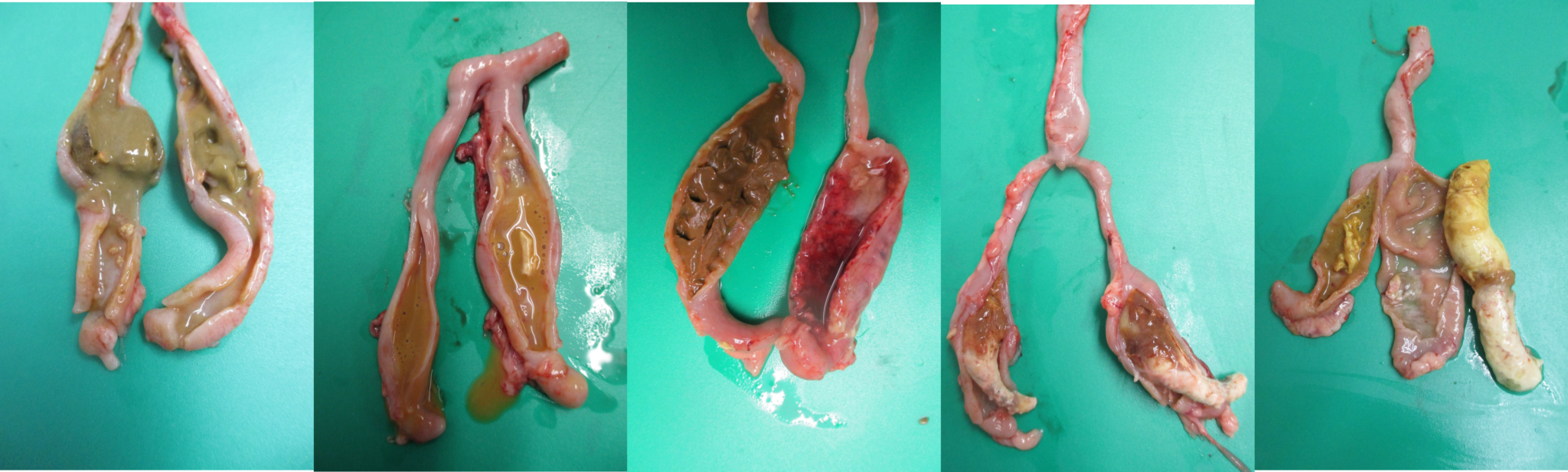 Decoding cecal cores in chickens: from necropsy to diagnosis ...