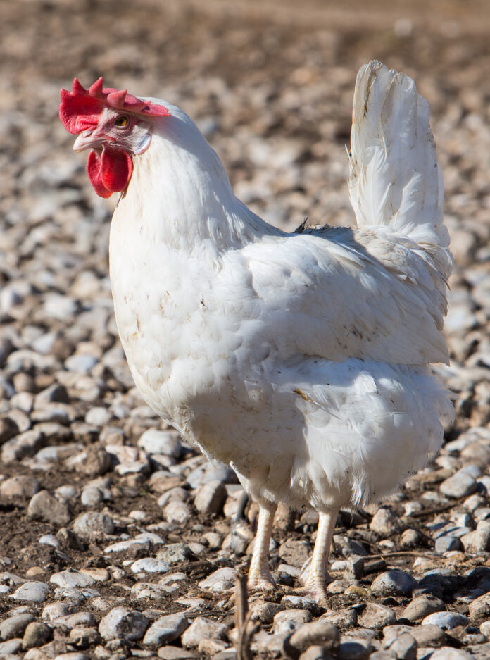 Chronic Intestinal Inflammation in Laying Hens: Causes & Solutions