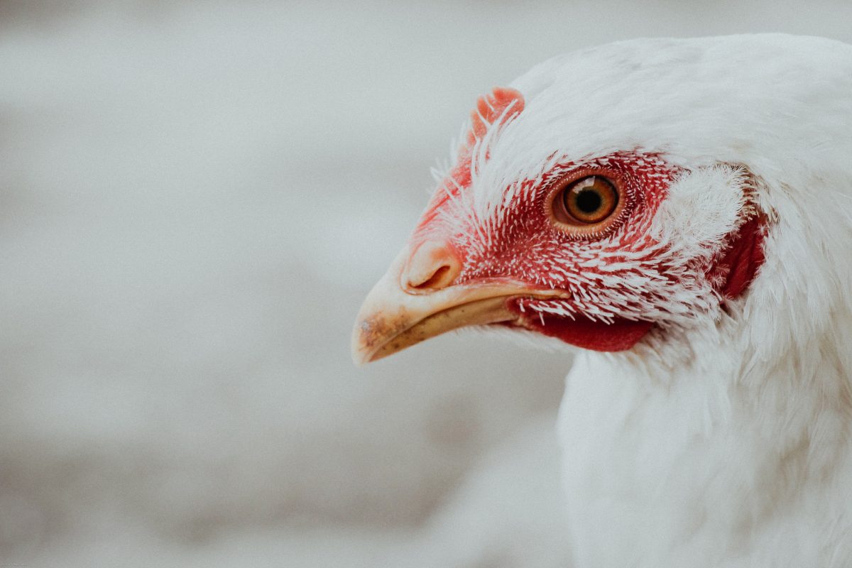 Early Bird Flu Surge Raises Global Concerns