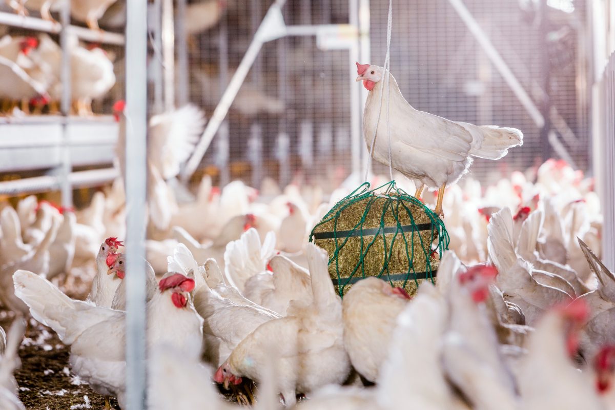Dutch Poultry Sector in 2040: Rabobank Outlook