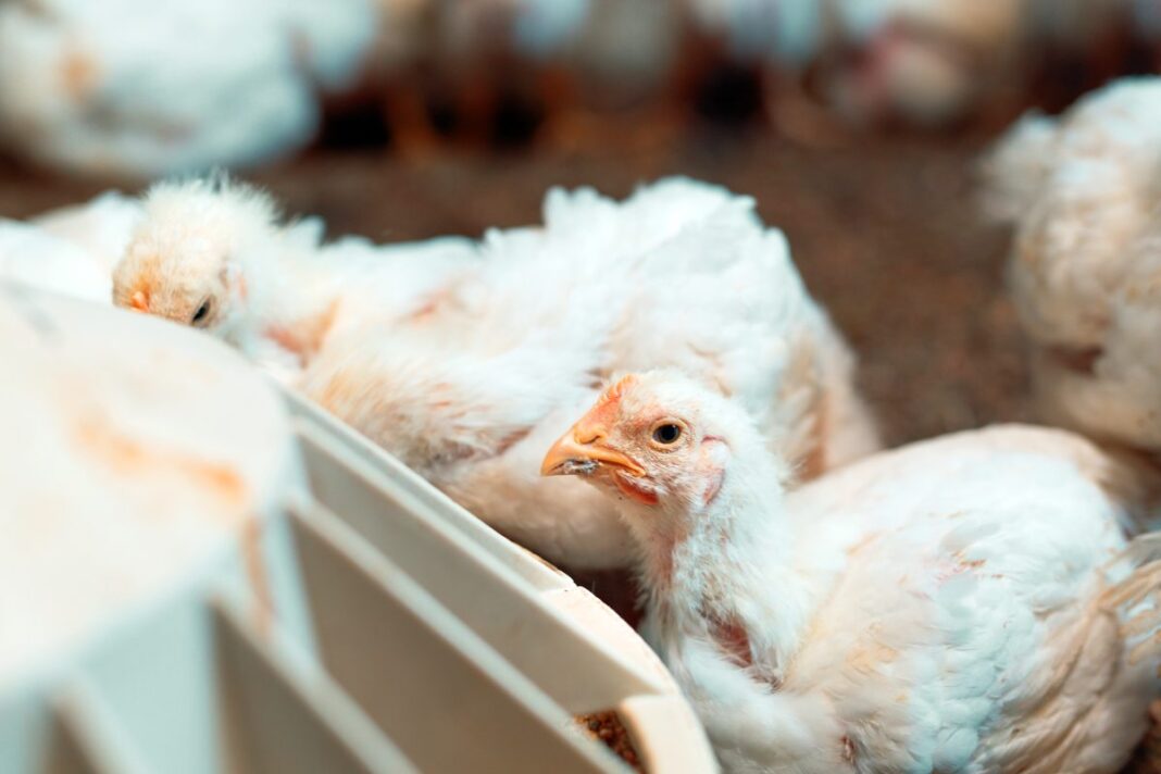 Decoding cecal cores in chickens: from necropsy to diagnosis ...