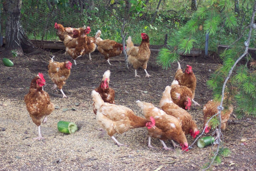 Global Poultry Outlook 2026: Rabobank Forecast